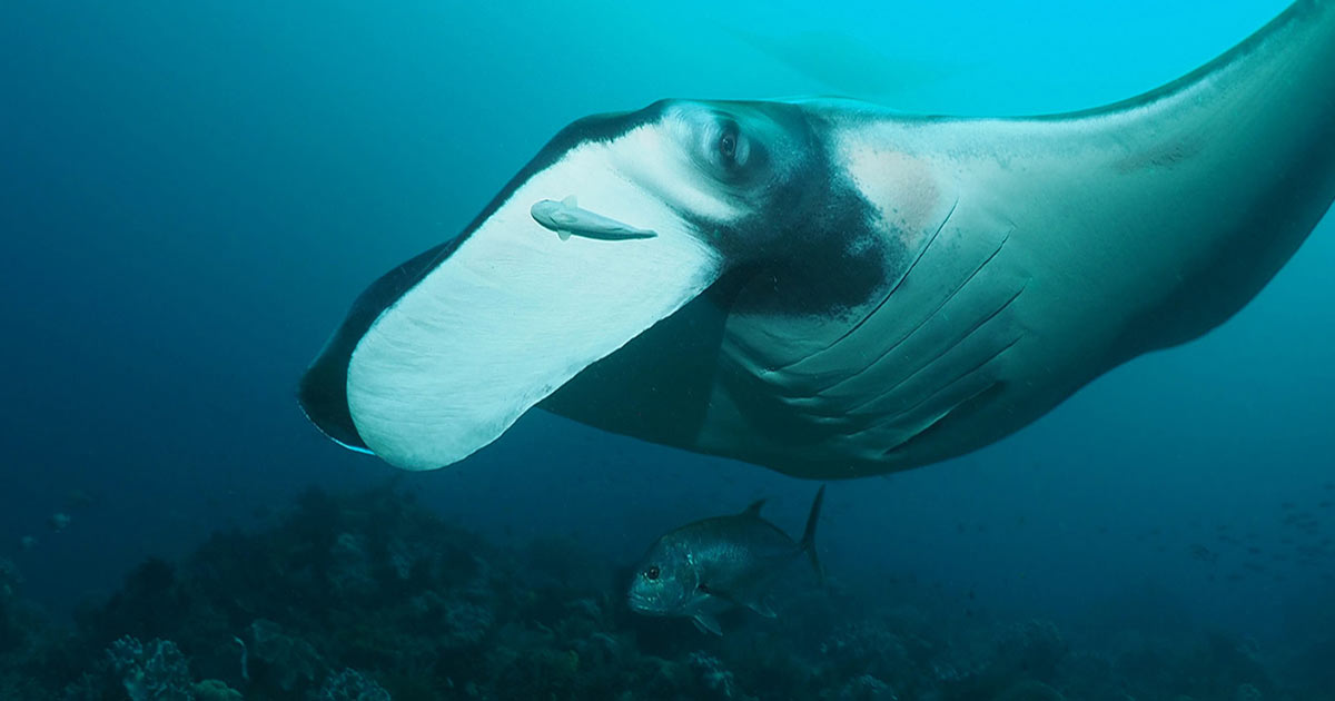 Diving at Hin Daeng on Liveaboard Diving Trips is Excellent.
