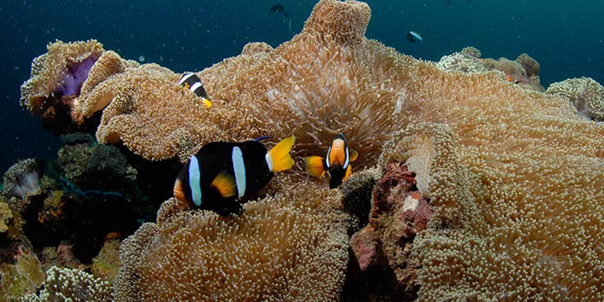 Noonu Atoll - Great Liveaboard Diving in North Maldives