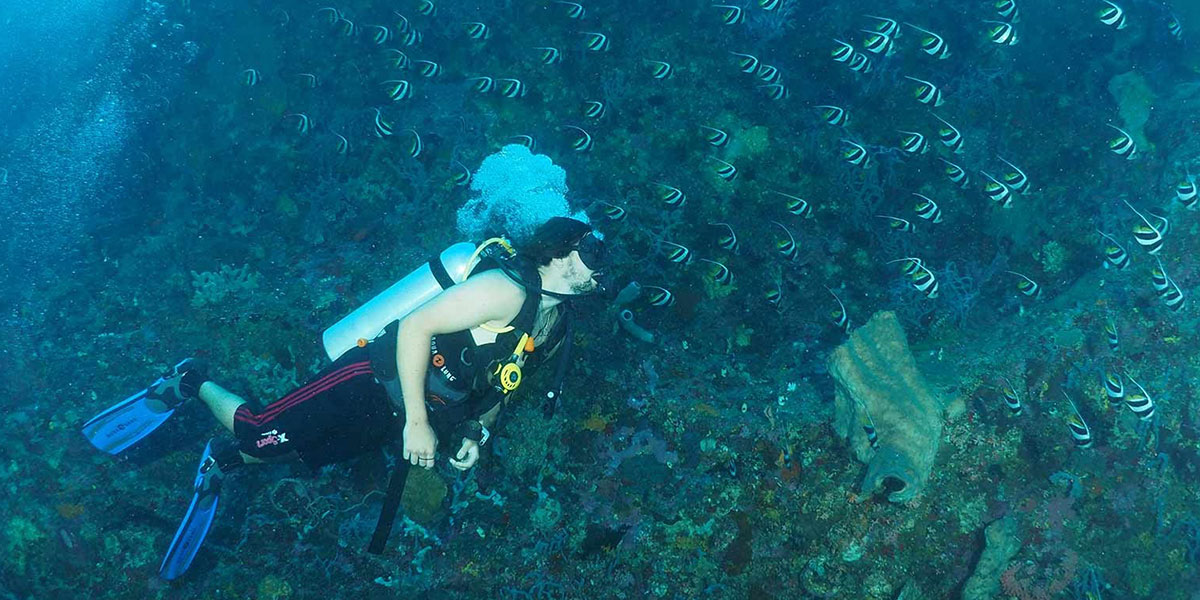 Thaa Atoll Maldives Diving is Best Done by Liveaboard Safari