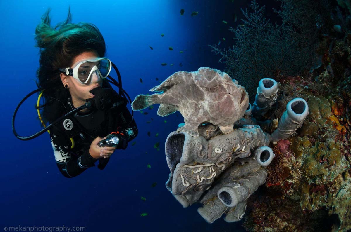 No Troubles Just Bubbles - Scuba Diving Liveaboard Blog