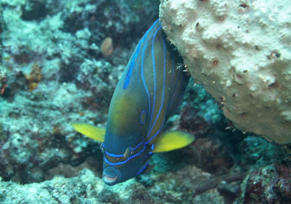 Angelfish (Pomacanthidae) - Marine Life - Liveaboard Diving