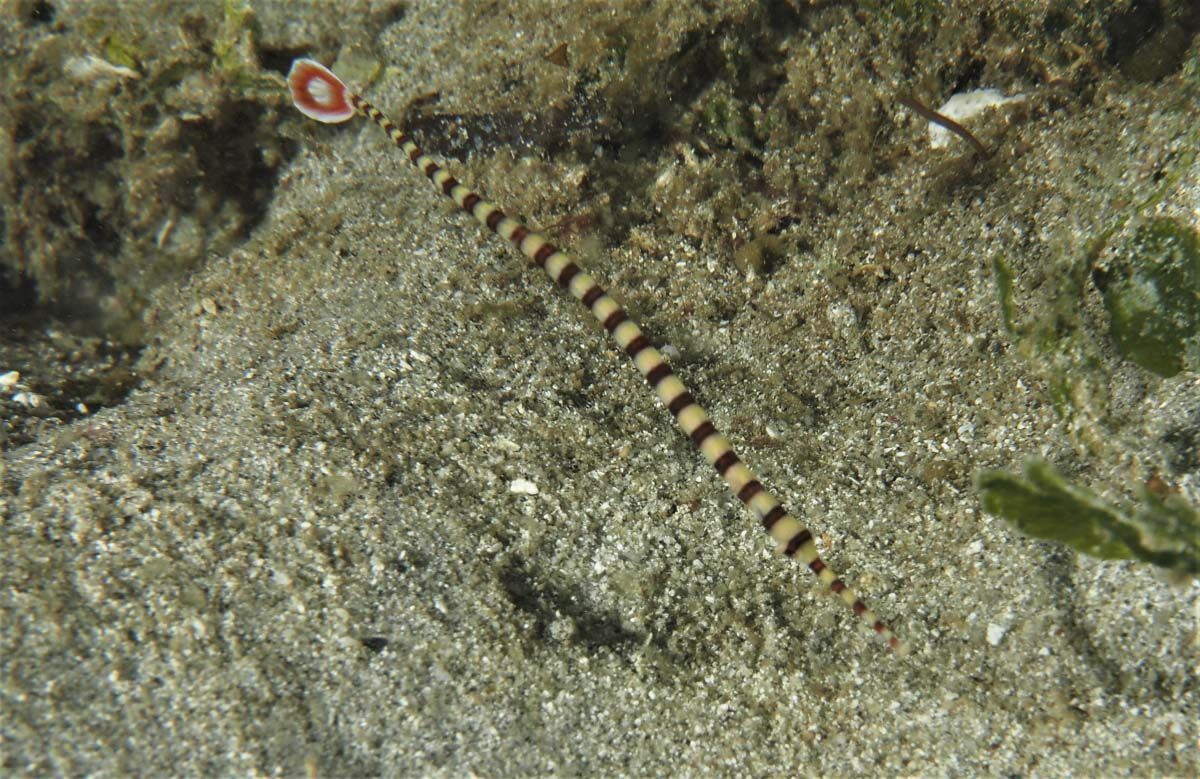 Banded Pipefish (Doryrhamphus dactyliophorus) - Marine Life ...