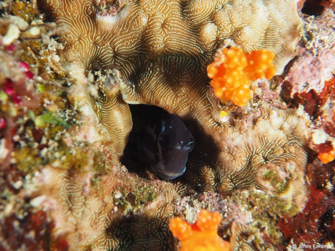 Black Combtooth Blenny (Ecsenius namiyei) - Marine Life - Liveaboard Diving