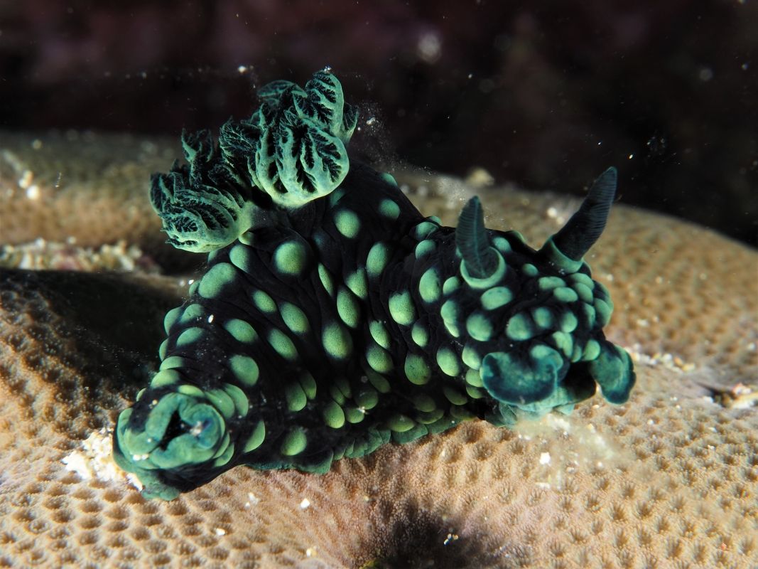 Cabbage Nudibranch (Nembrotha cristata) - Marine Life - Liveaboard Diving