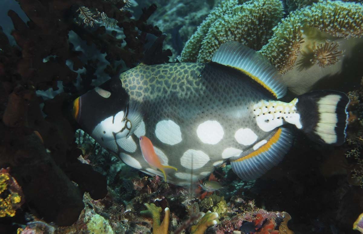 Clown Triggerfish (Balistoides conspicillum) - Marine Life - Liveaboard ...