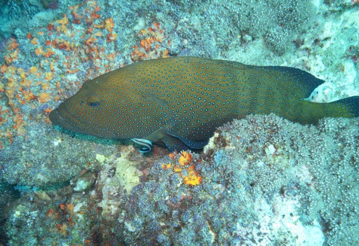Grouper (Epinephelinae) - Marine Life - Liveaboard Diving