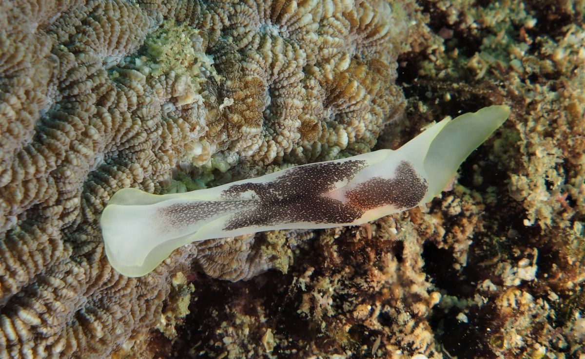 Headshield Slug (Chelidonura amoena) - Marine Life - Liveaboard Diving