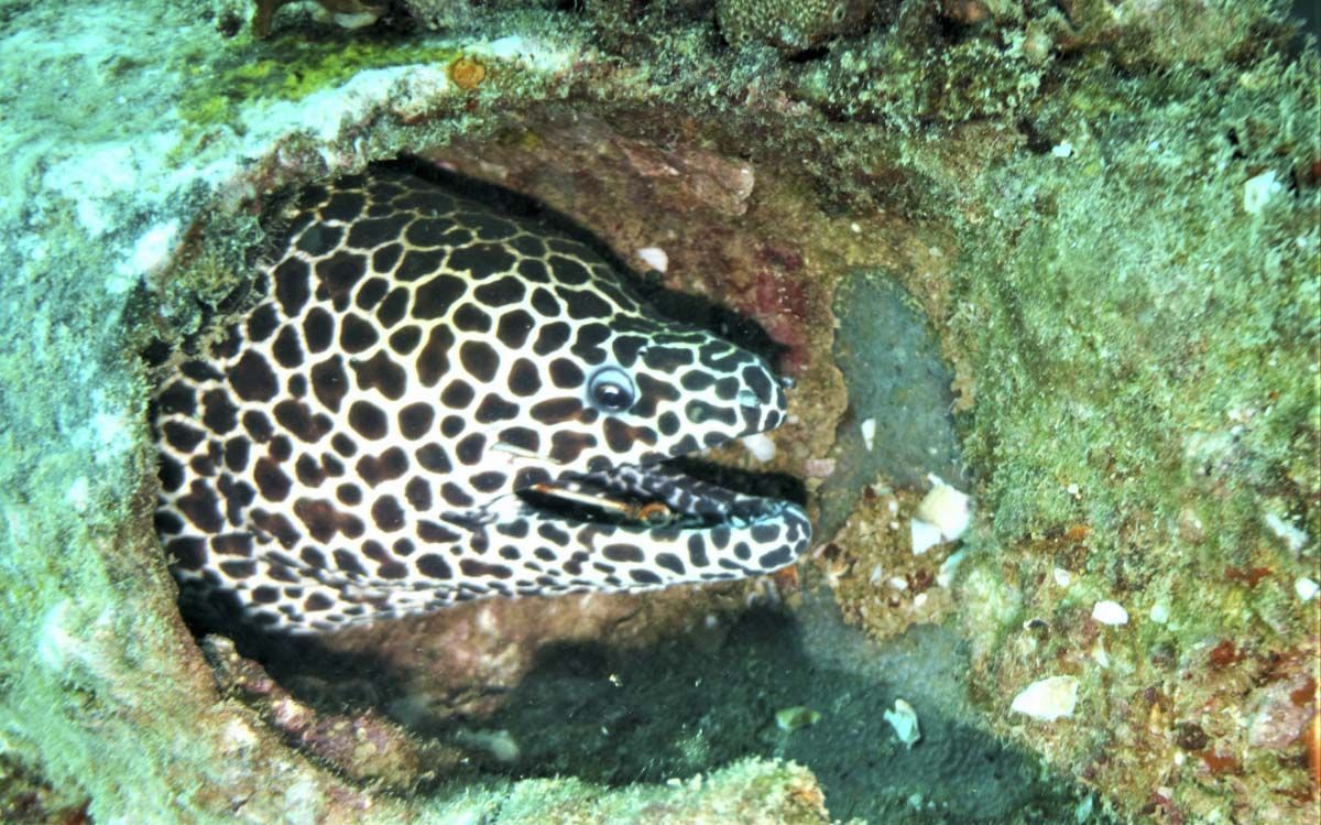 Honeycomb Moray Eel (Gymnothorax favagineus) - Marine Life - Liveaboard ...