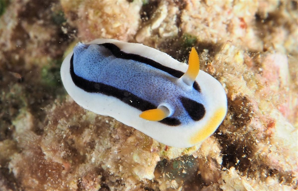 Loch's Chromodoris (Chromodoris lochi) - Marine Life - Liveaboard Diving