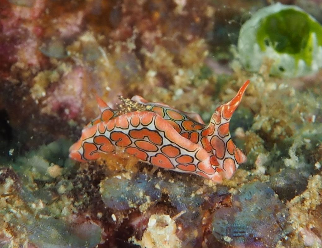 Psychedelic Batwing Slug (Sagaminopteron psychedelicum) - Marine Life ...