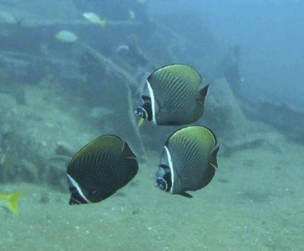 Redtail Butterflyfish (Chaetodon collare) - Marine Life - Liveaboard Diving