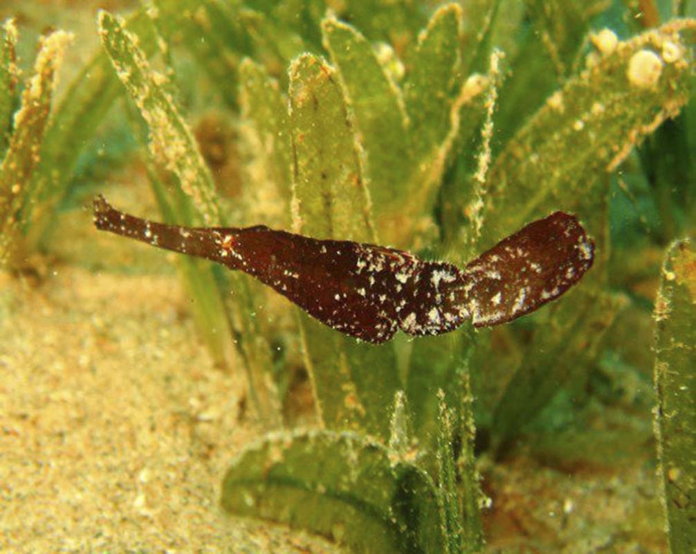 Robust Ghost Pipefish (Solenostomus cyanopterus) - Marine Life ...