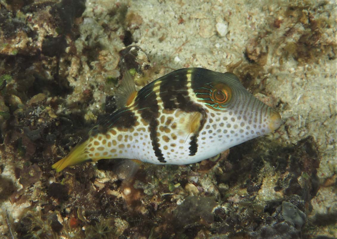 Valentini Puffer (Canthigaster valentini) - Marine Life - Liveaboard Diving