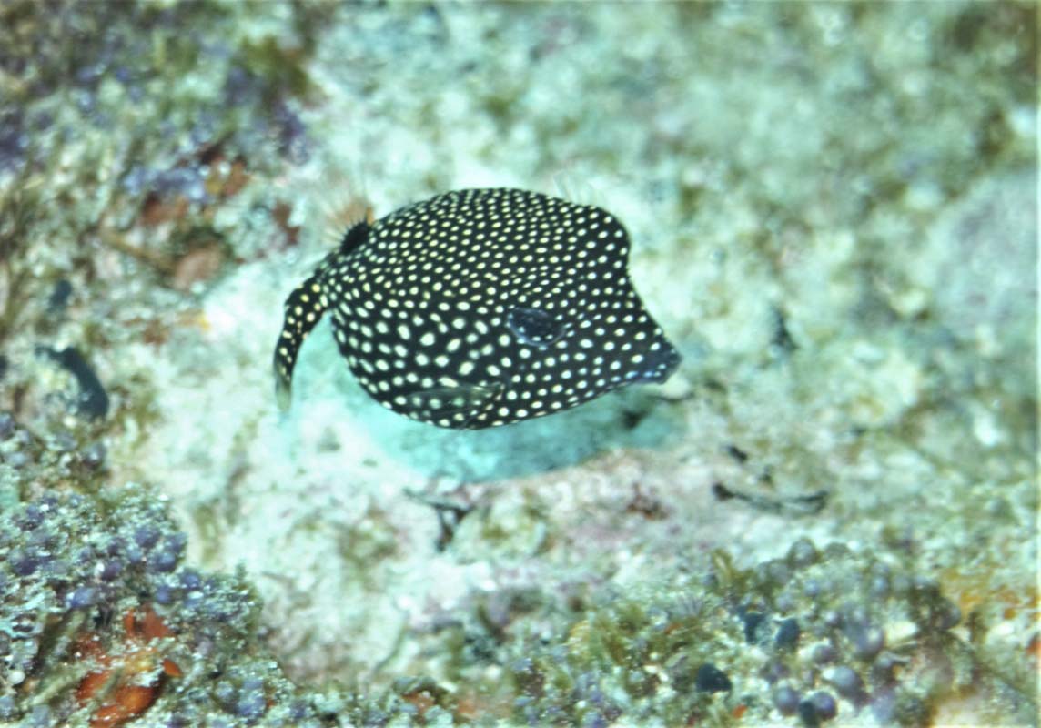 Spotted Boxfish (Ostracion meleagris) - Marine Life - Liveaboard Diving