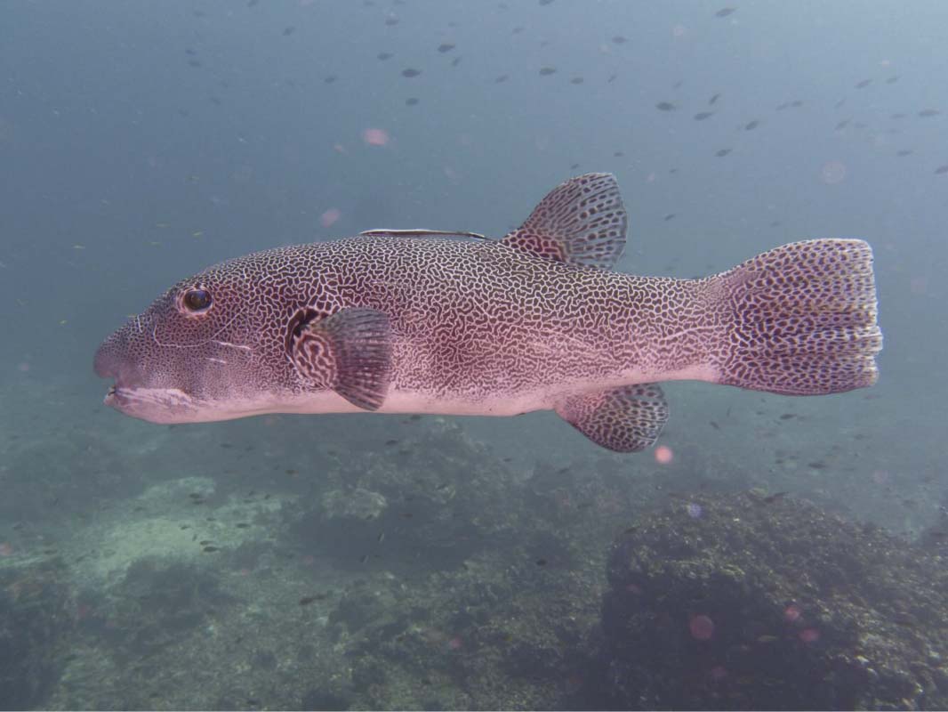 Starry Pufferfish (Arothron stellatus) - Marine Life - Liveaboard Diving