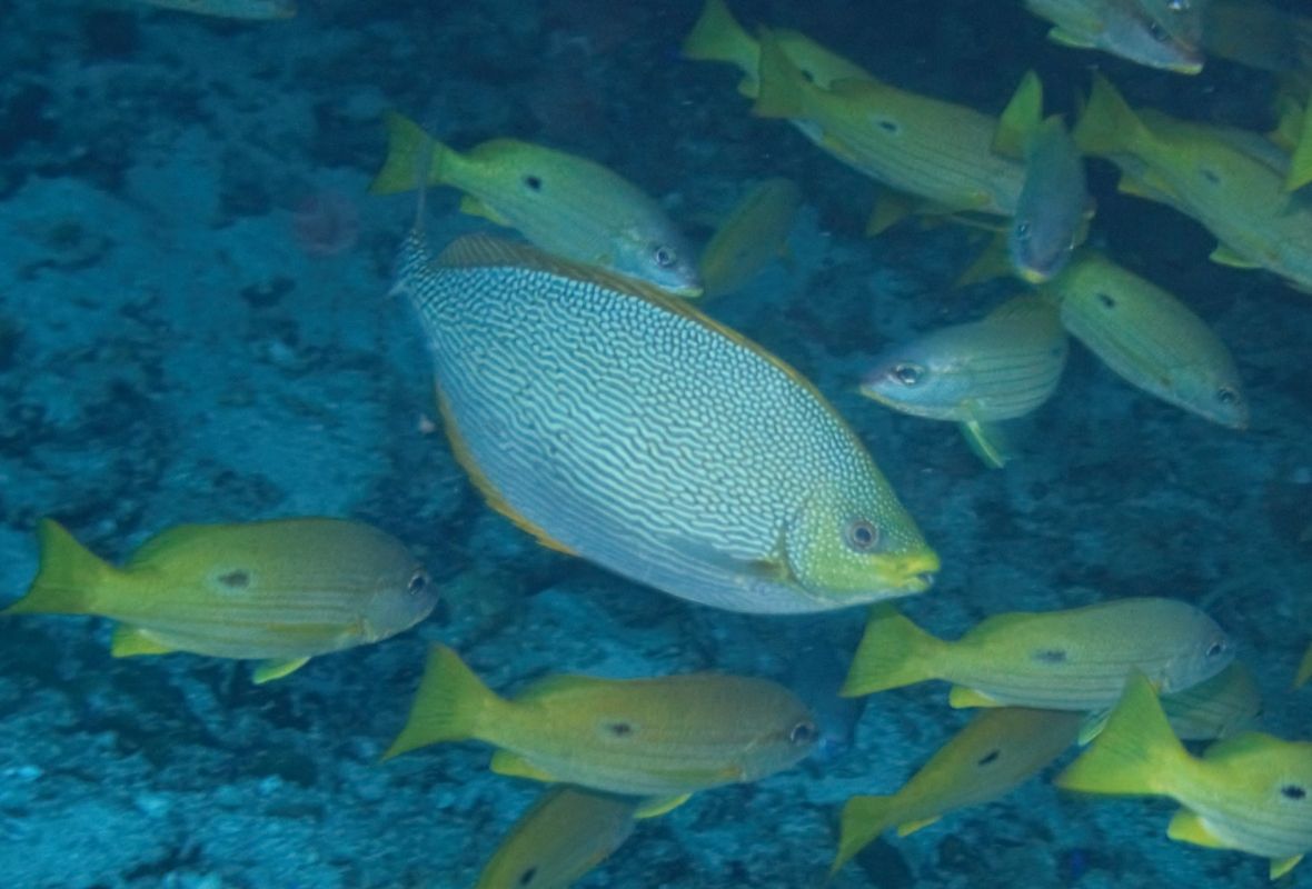 Streaked Spinefoot (Siganus javus) - Marine Life - Liveaboard Diving