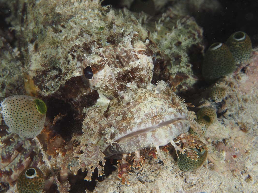Tassled Scorpionfish (Scorpaenopsis oxycephala) - Marine Life ...