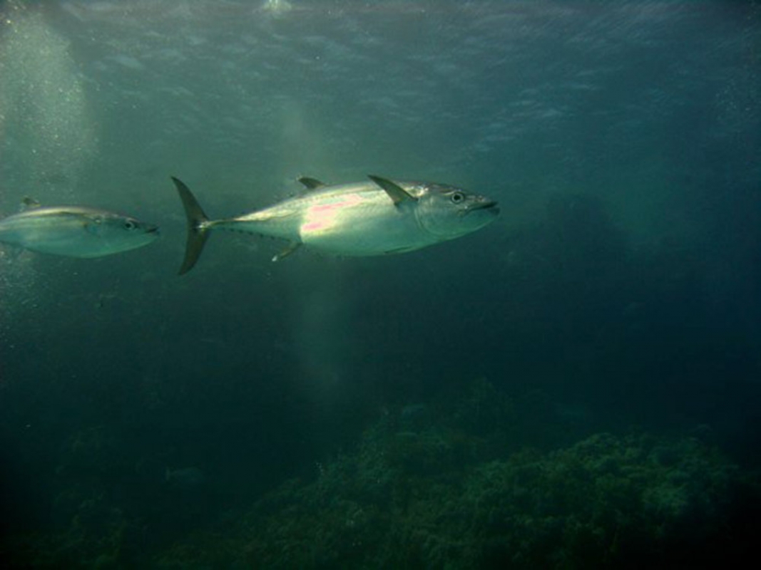 Tuna (Thunnini) - Marine Life - Liveaboard Diving