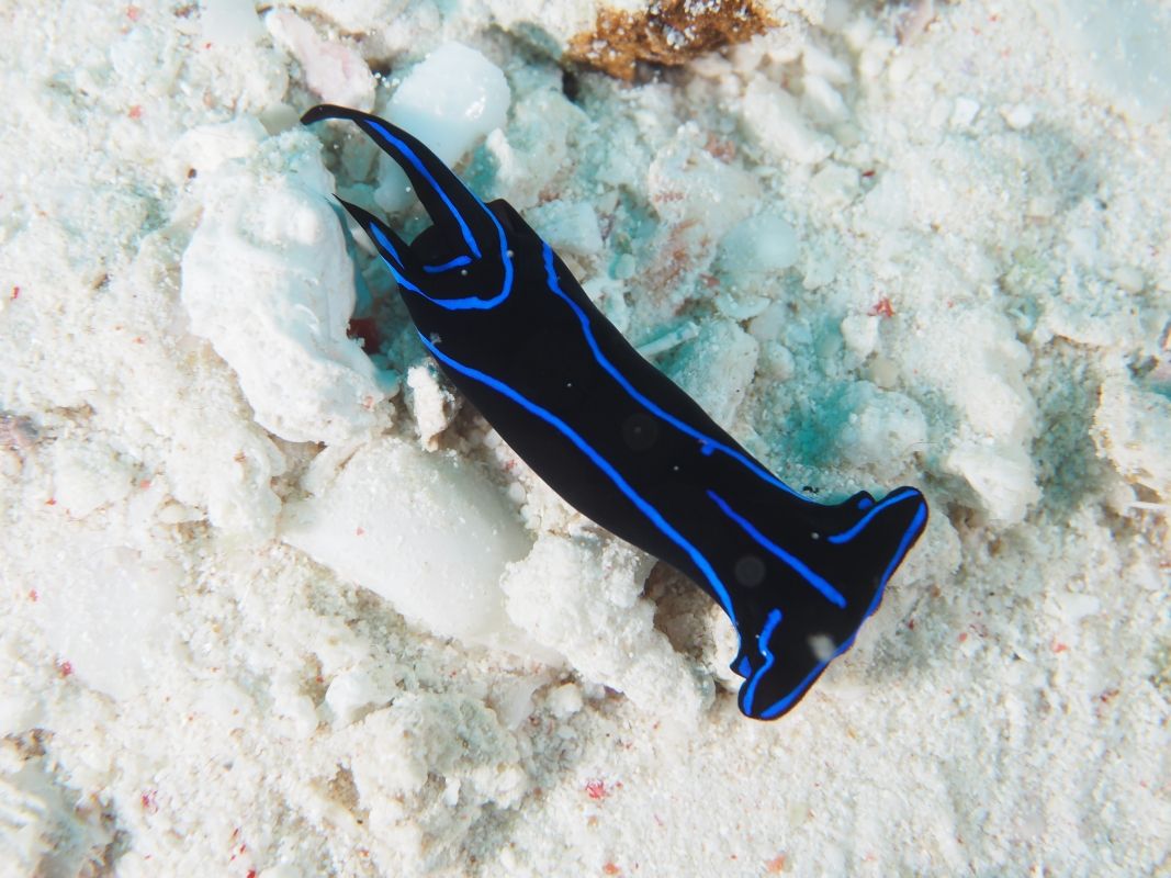 Velvet Sea Slug (Chelidonura varians) - Marine Life - Liveaboard Diving