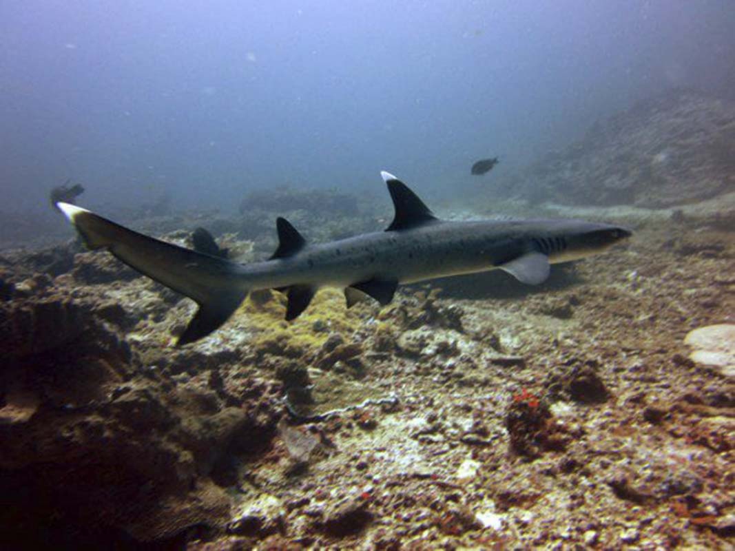 White Tipped Reef Shark