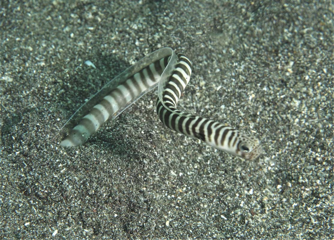 Zebra / Banded Garden Eel (Heteroconger polyzona) - Marine Life ...