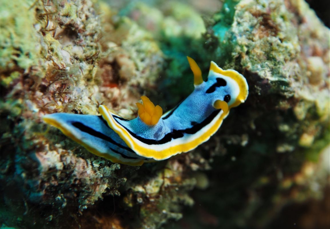 Anna's Chromodoris (Chromodoris annae) - Marine Life - Liveaboard Diving