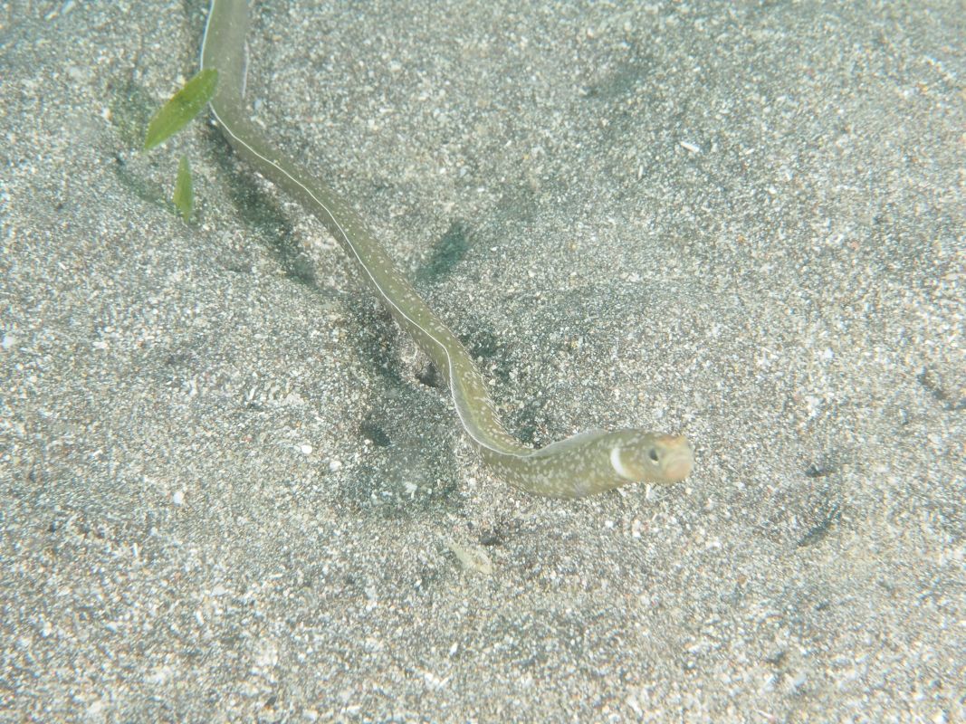 Black Garden Eel (Heteroconger perissodon) - Marine Life - Liveaboard ...