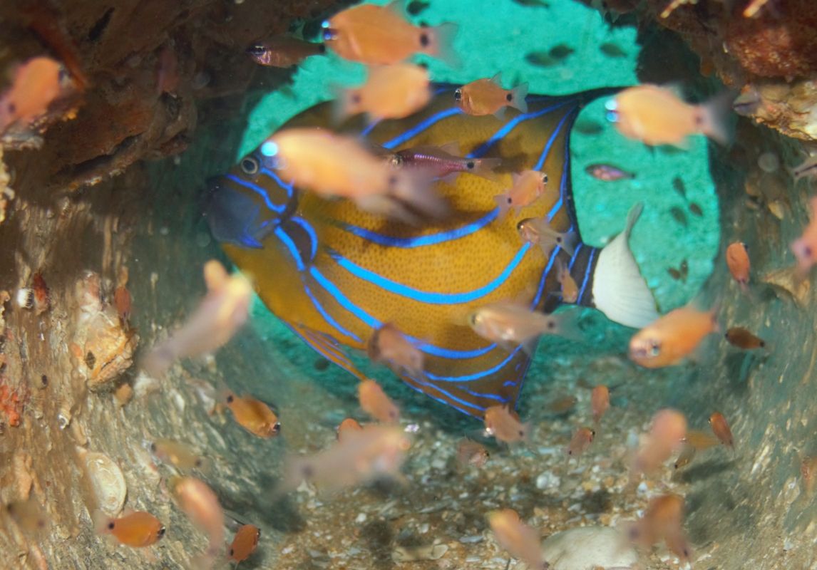 Blue Ring Angelfish (Pomacanthus annularis) - Marine Life - Liveaboard ...