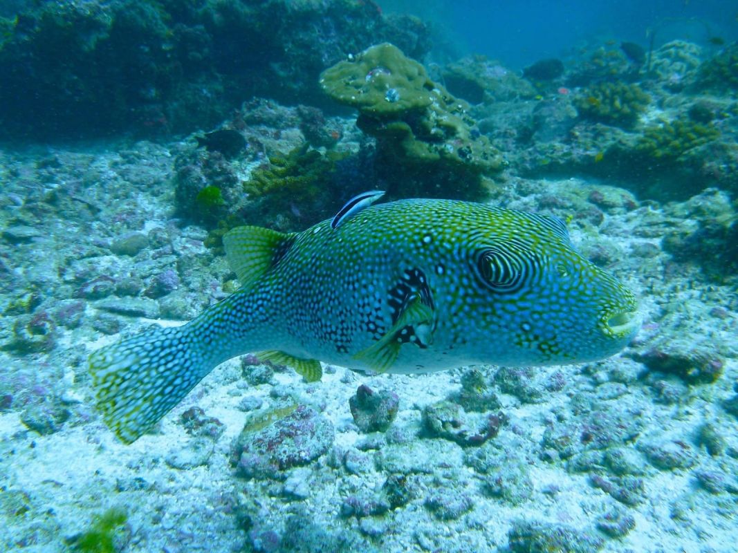 Blue-Spotted Pufferfish (Arothron caeruleopunctatus) - Marine Life ...
