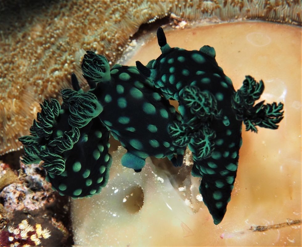Cabbage Nudibranch (Nembrotha cristata) - Marine Life - Liveaboard Diving