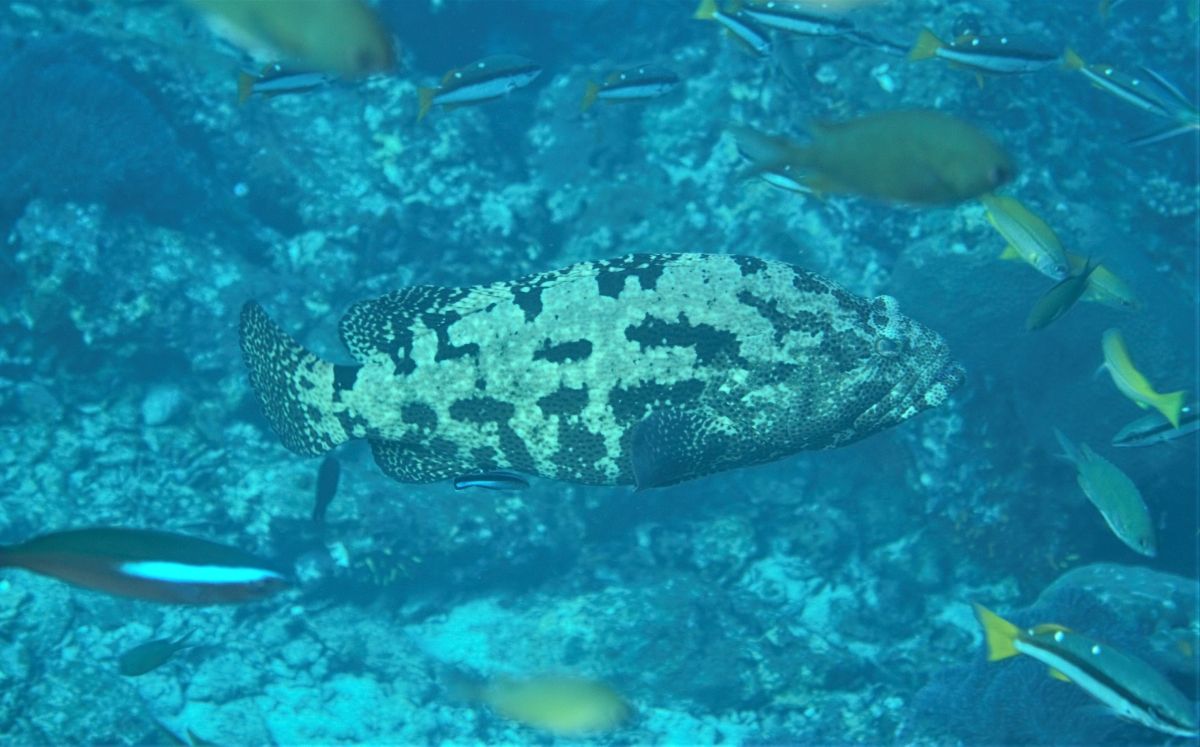 Grouper (Epinephelinae) - Marine Life - Liveaboard Diving