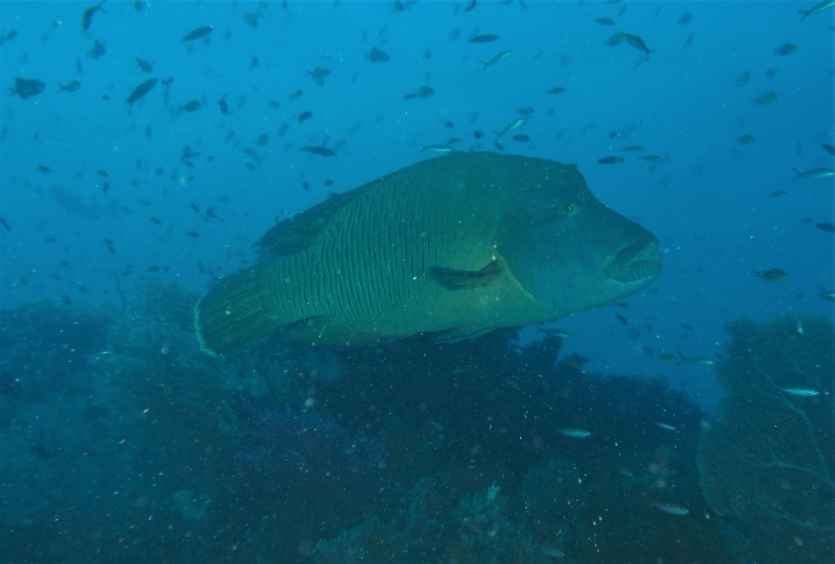 Humphead / Napoleon Wrasse (Cheilinus undulatus) - Marine Life ...