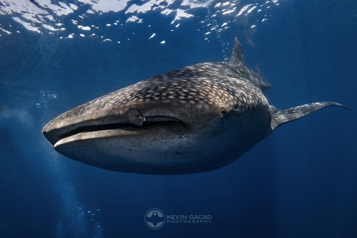 Whale Shark (Rhincodon typus) - Marine Life - Liveaboard Diving