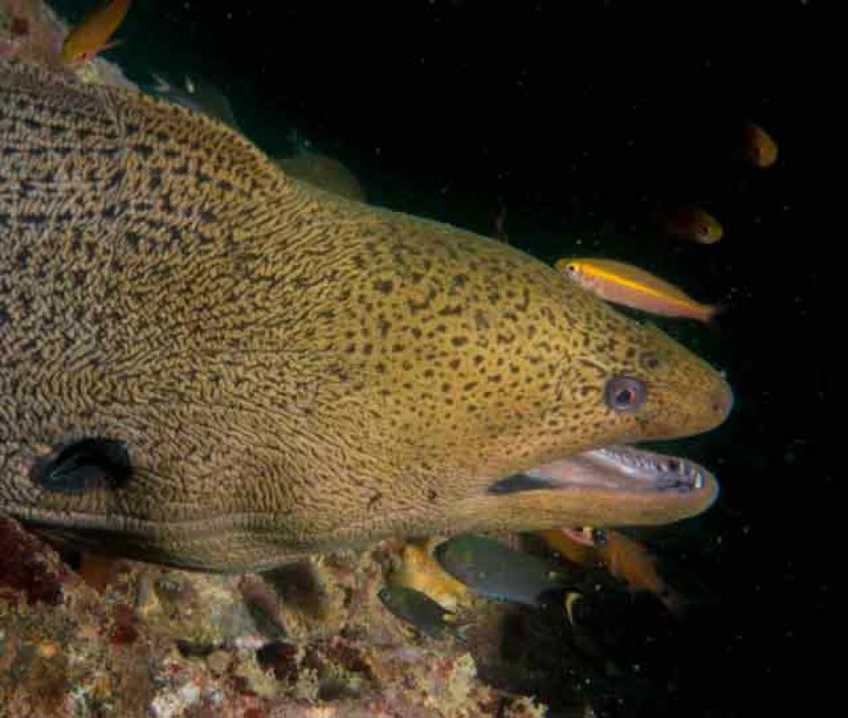 Giant Moray Eel (Gymnothorax javanicus) - Marine Life - Liveaboard Diving