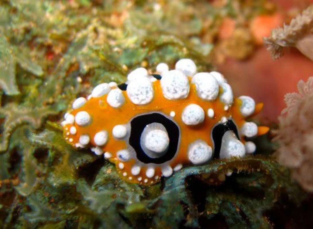 Ocellate Phyllidia (Phyllidia ocellata) - Marine Life - Liveaboard Diving