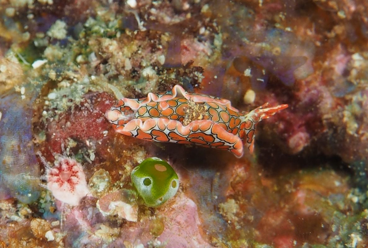 Psychedelic Batwing Slug (Sagaminopteron psychedelicum) - Marine Life ...