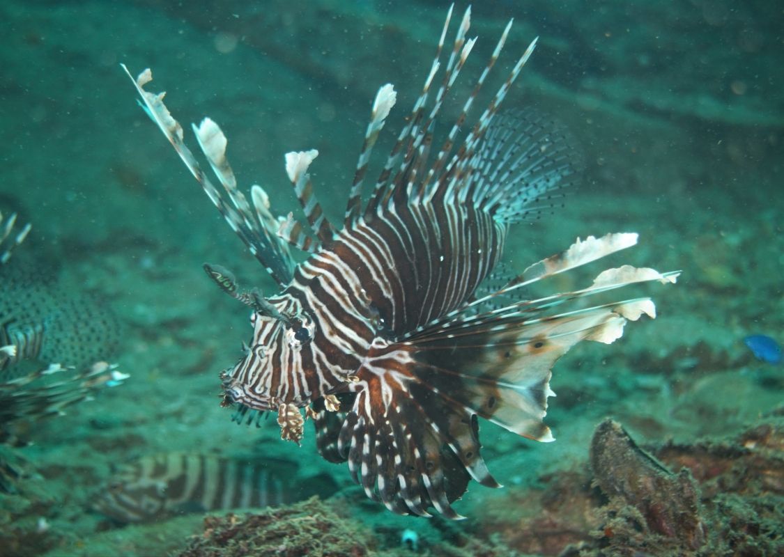 Red Lionfish (Pterois volitans) - Marine Life - Liveaboard Diving