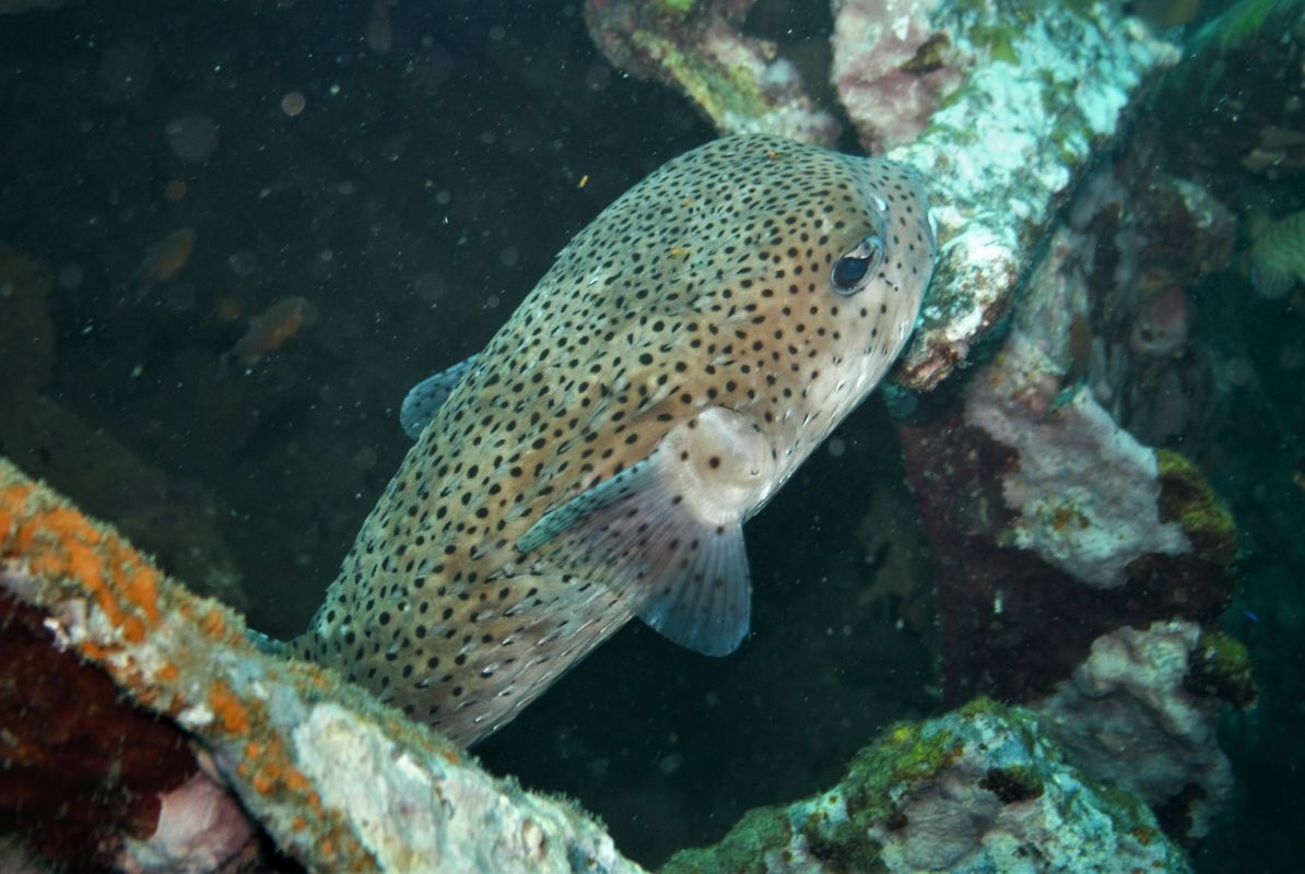 Spot-Fin Porcupinefish (Diodon hystrix) - Marine Life - Liveaboard Diving