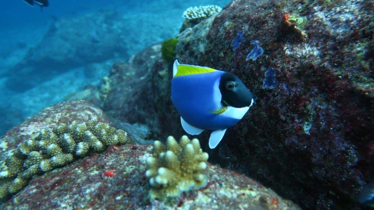 Surgeonfish (Acanthuridae) - Marine Life - Liveaboard Diving