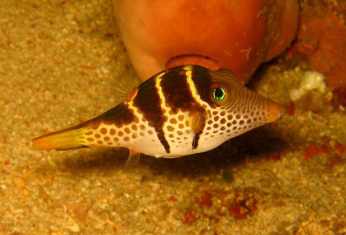 Valentini Puffer (Canthigaster valentini) - Marine Life - Liveaboard Diving