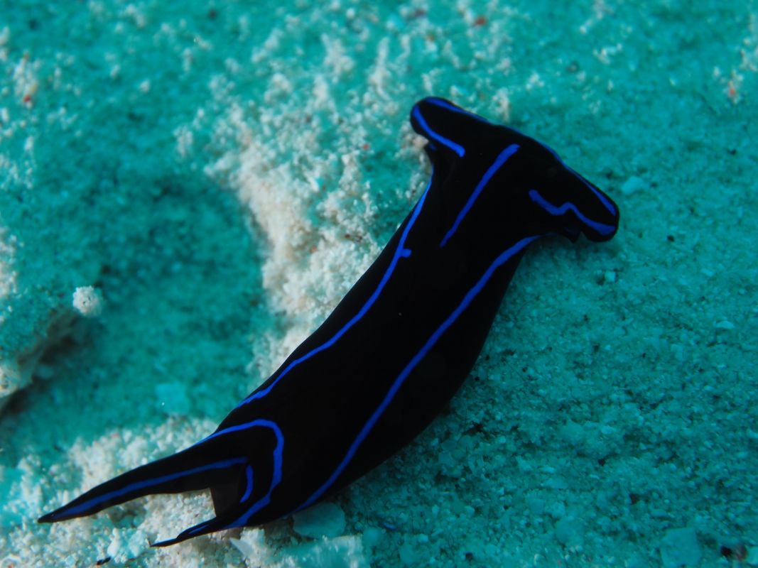 Velvet Sea Slug (Chelidonura varians) - Marine Life - Liveaboard Diving