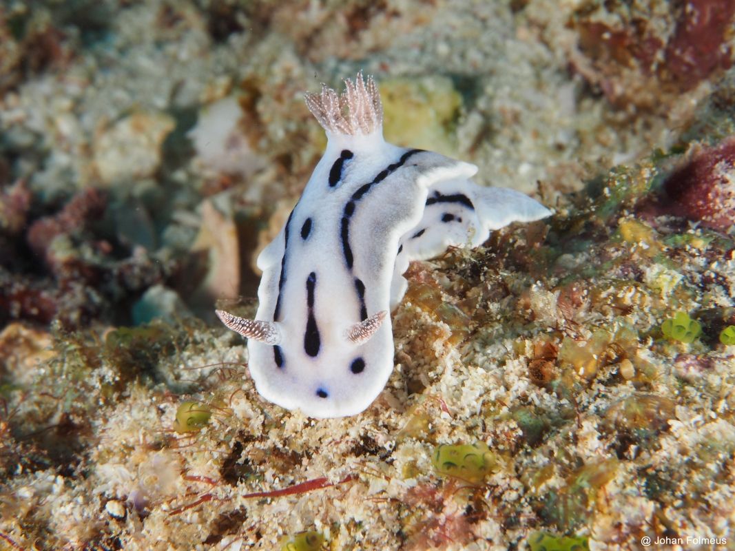 Willan's Chromodoris (Chromodoris willani) - Marine Life - Liveaboard ...