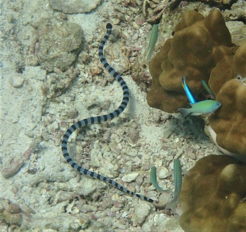 Banded Sea Krait - Venomous Sea Snake