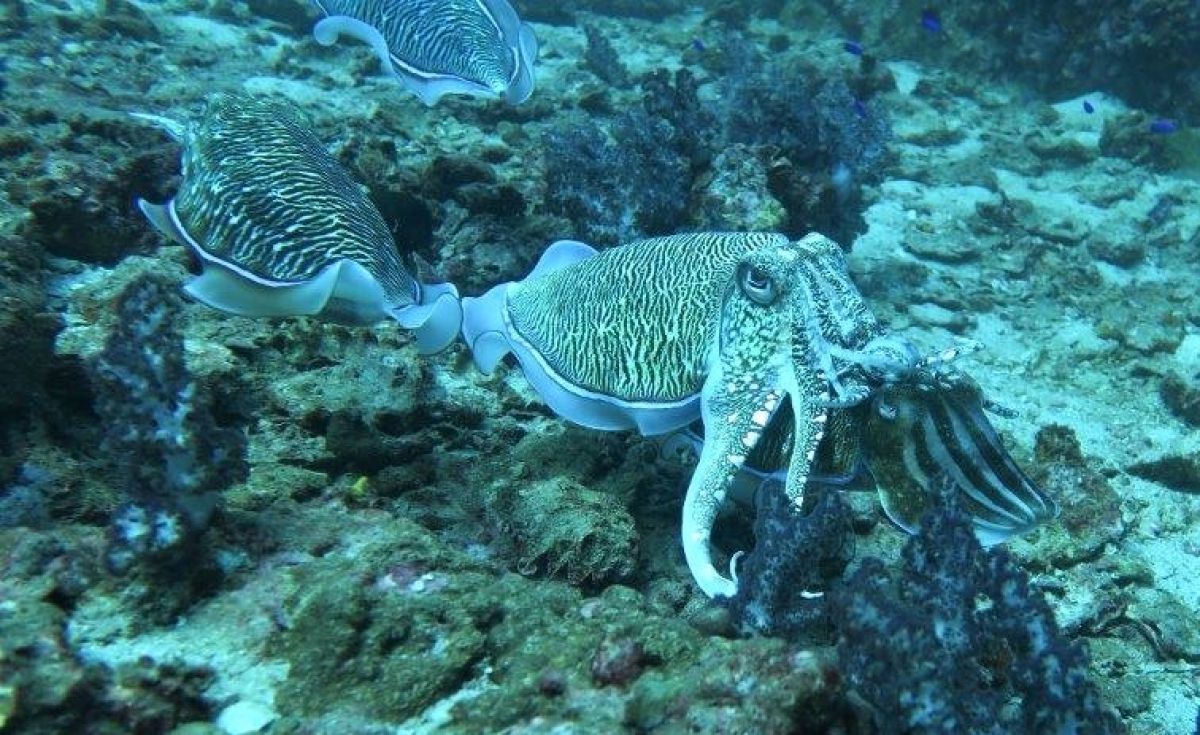 Pharaoh Cuttlefish (Sepia pharaonis) - Marine Life - Liveaboard Diving