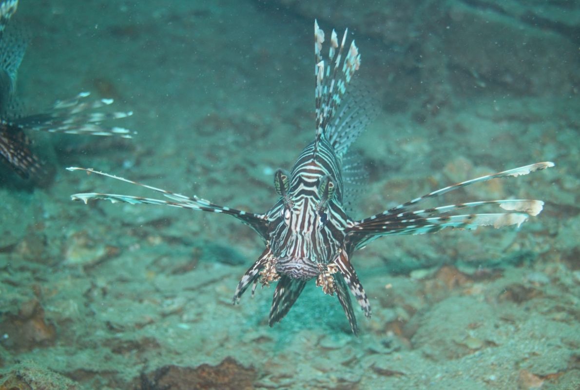 Red Lionfish (Pterois volitans) - Marine Life - Liveaboard Diving