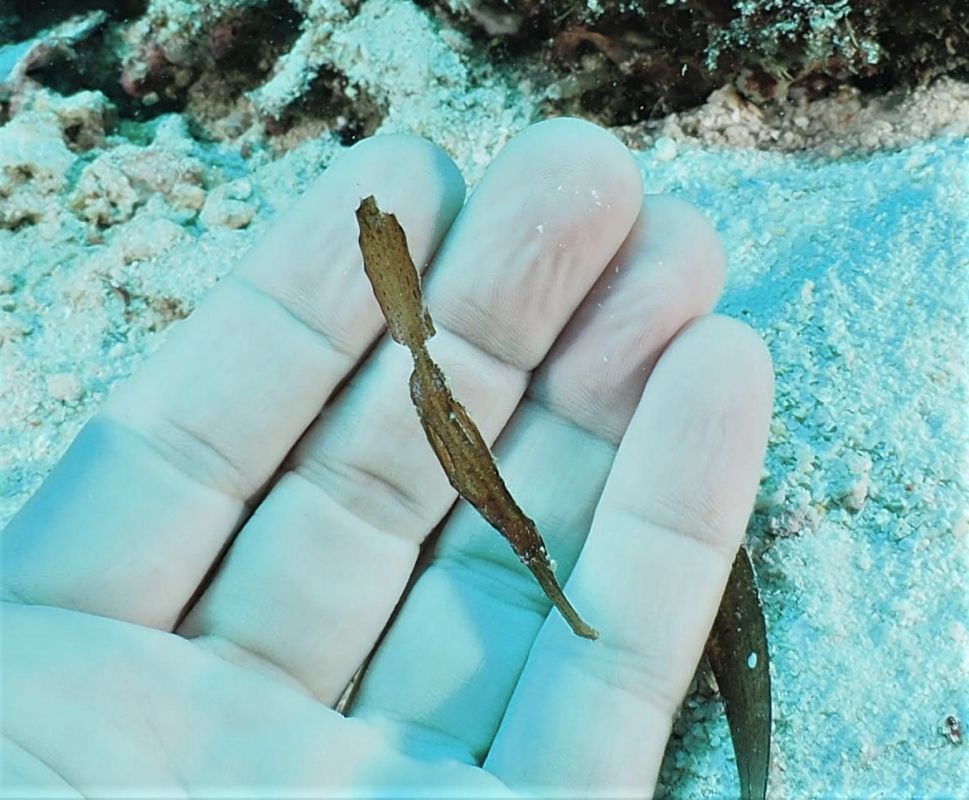 Robust Ghost Pipefish (Solenostomus cyanopterus) - Marine Life ...