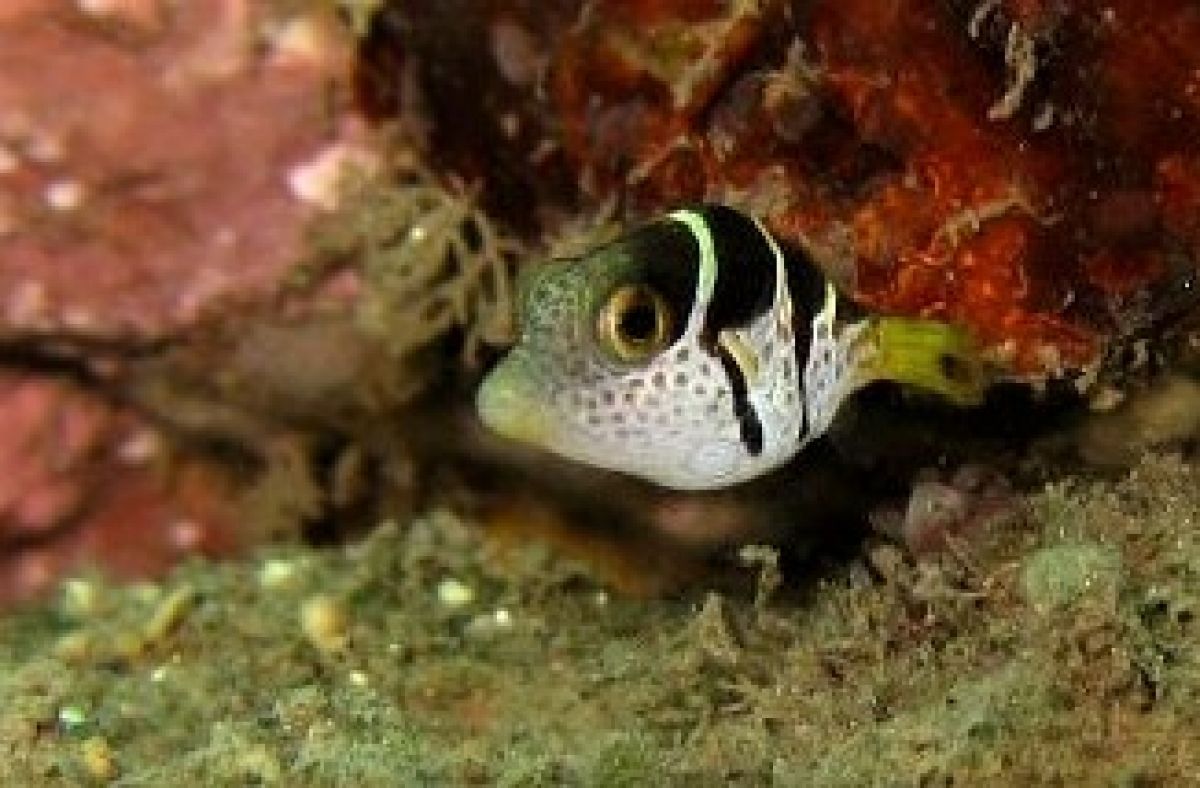 Valentini Puffer (Canthigaster valentini) - Marine Life - Liveaboard Diving