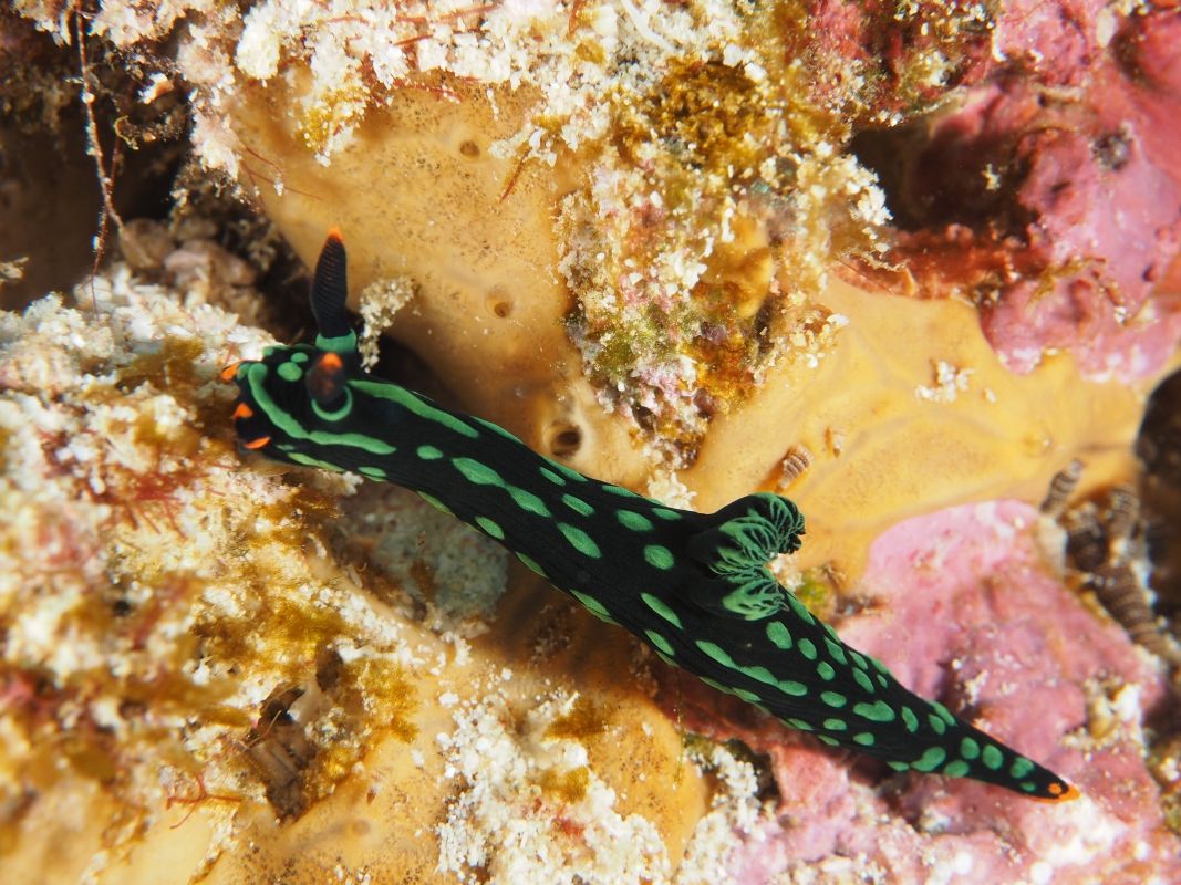 Dusky Nembrotha (Nembrotha kubaryana) - Marine Life - Liveaboard Diving