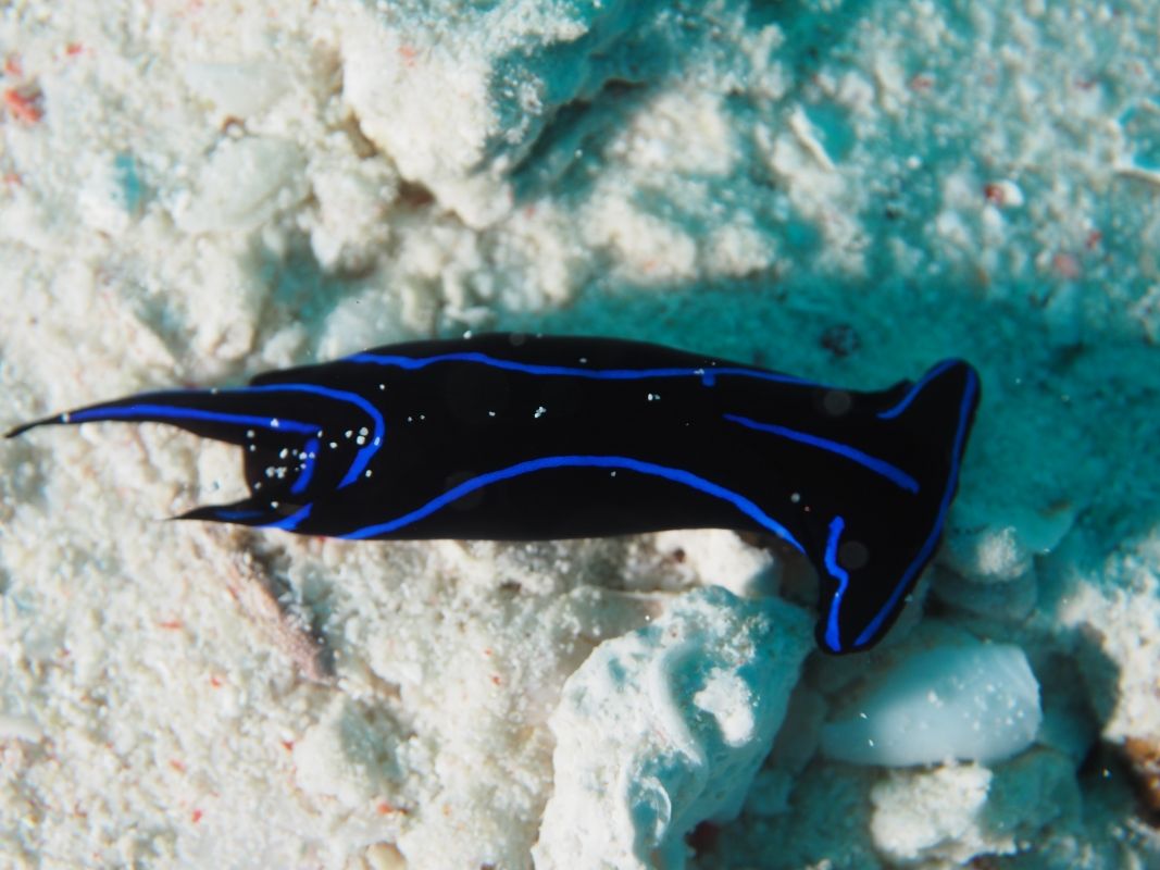 Velvet Sea Slug (Chelidonura varians) - Marine Life - Liveaboard Diving