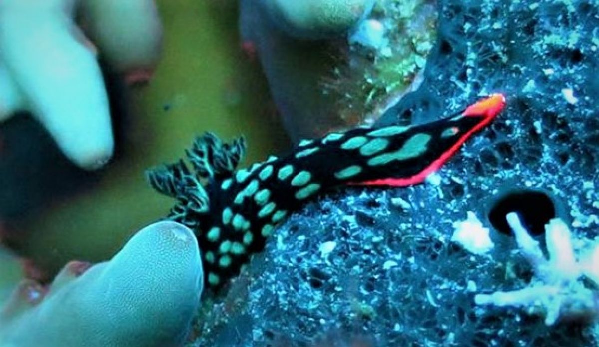 Cabbage Nudibranch (Nembrotha cristata) - Marine Life - Liveaboard Diving